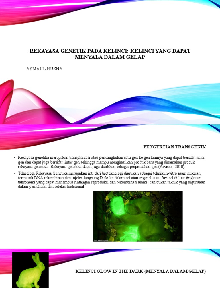 Rekayasa Genetik Pada Kelinci | PDF