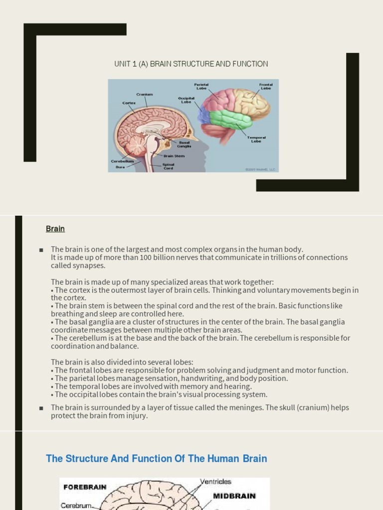 Unit 1 (A) Brain Structure and Function | PDF | Brain | Brainstem
