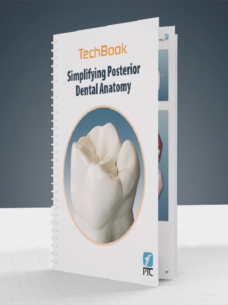 Simplifying Posterior Dental Anatomy (OCR) 2 | PDF