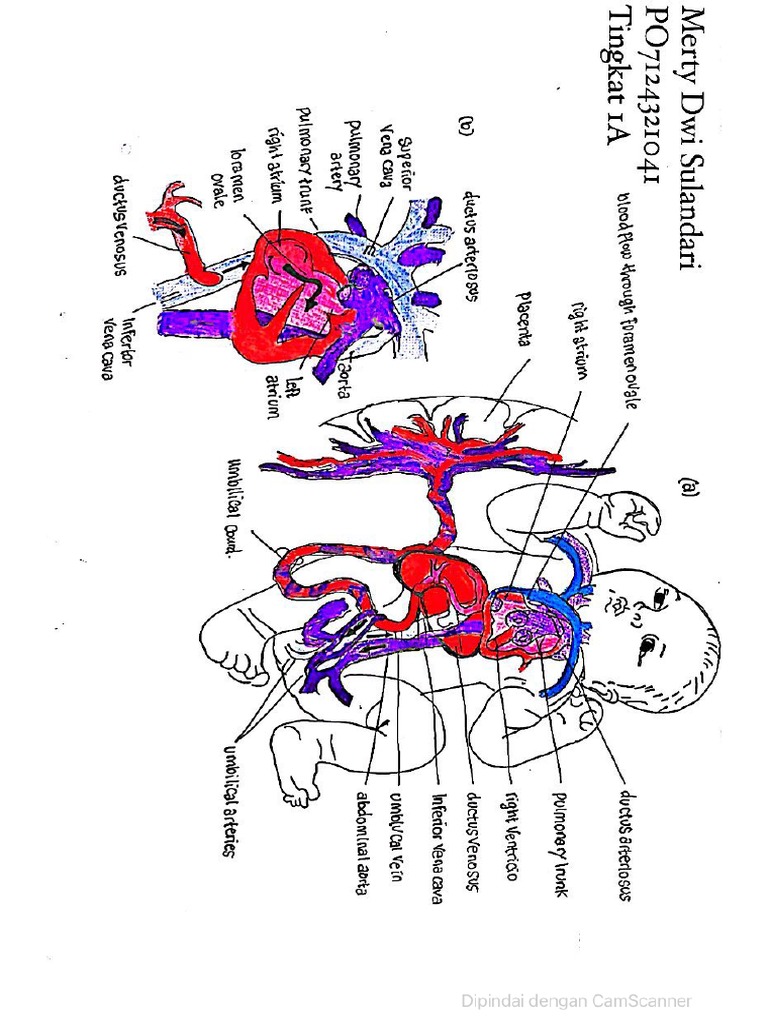 Gambar Sirkulasi Peredaran Darah Janin. | PDF