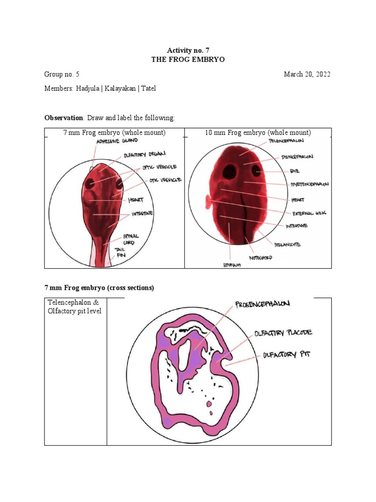 Activity No. 7 The Frog Embryo | PDF | Gastrointestinal Tract | Cerebrum