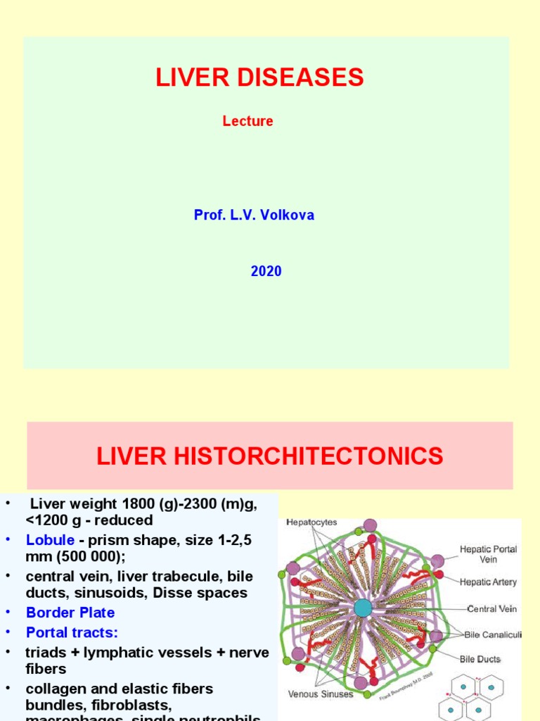 2020 Lecture Liver Pathology Angl | PDF | Liver | Cirrhosis