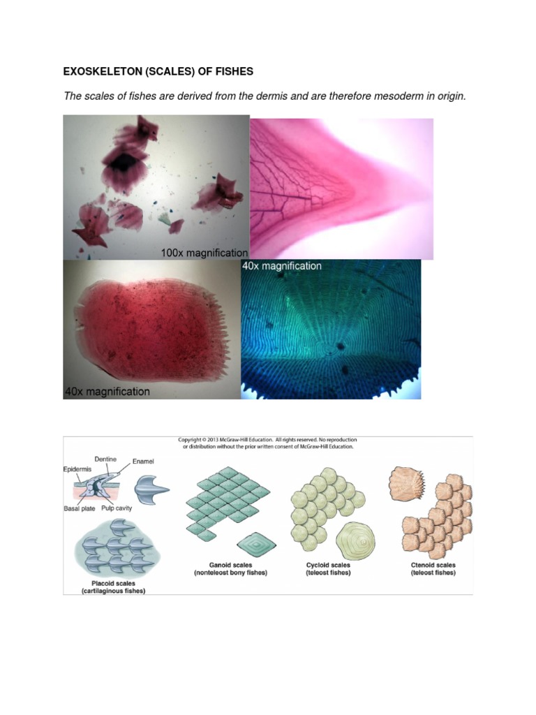Anatomy and Classification of Exoskeletons in Vertebrates | PDF | Feather