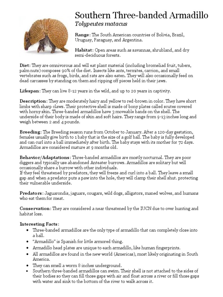 Southern Three-Banded Armadillo Facts | PDF