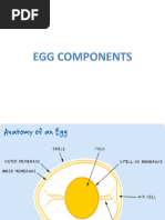 The Chemistry of Eggs Eggshells | PDF