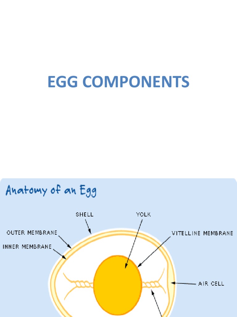 Egg Components | PDF
