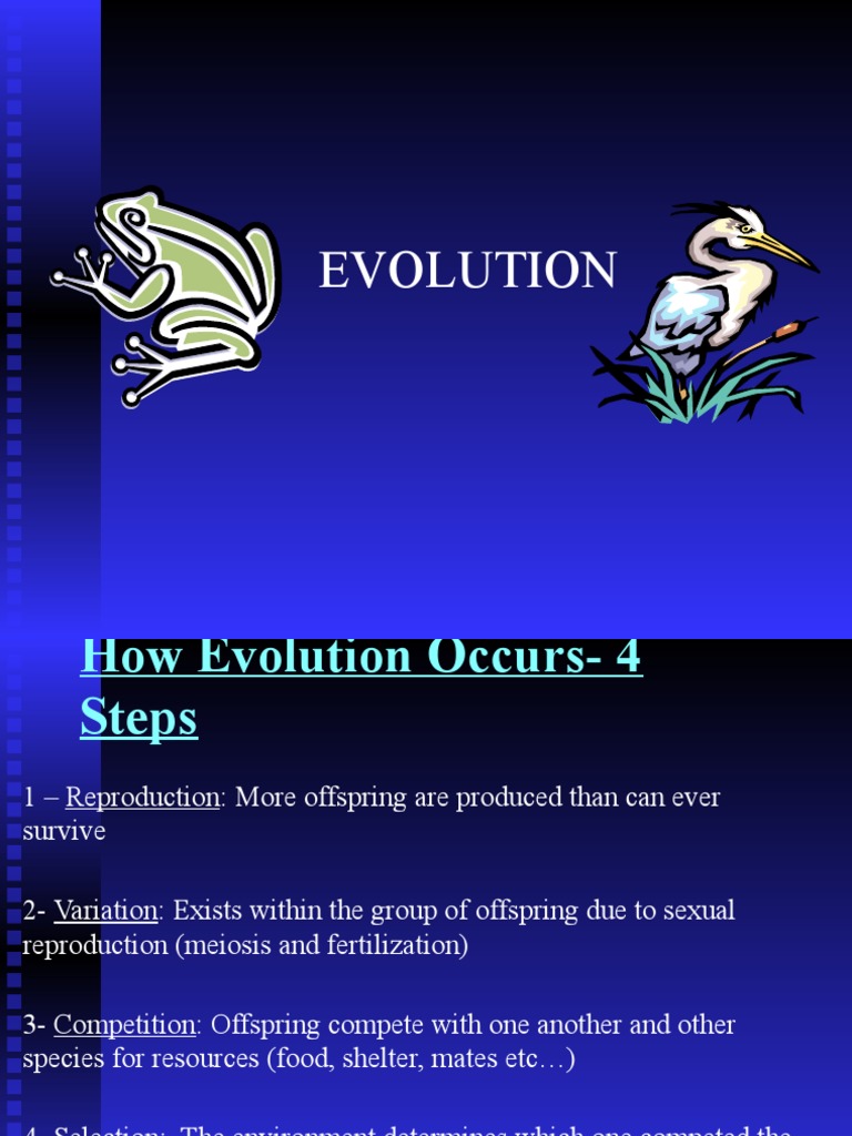 Steps of Evolution Explained | PDF | Evolution | Natural Selection