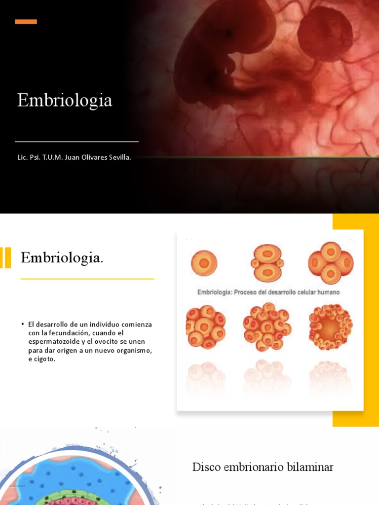 Embriologia | PDF | Reproducción | Órgano (anatomía)
