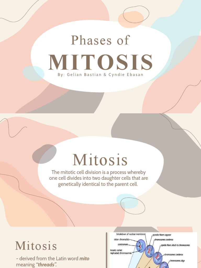 Phases of Mitosis | PDF | Mitosis | Genetics