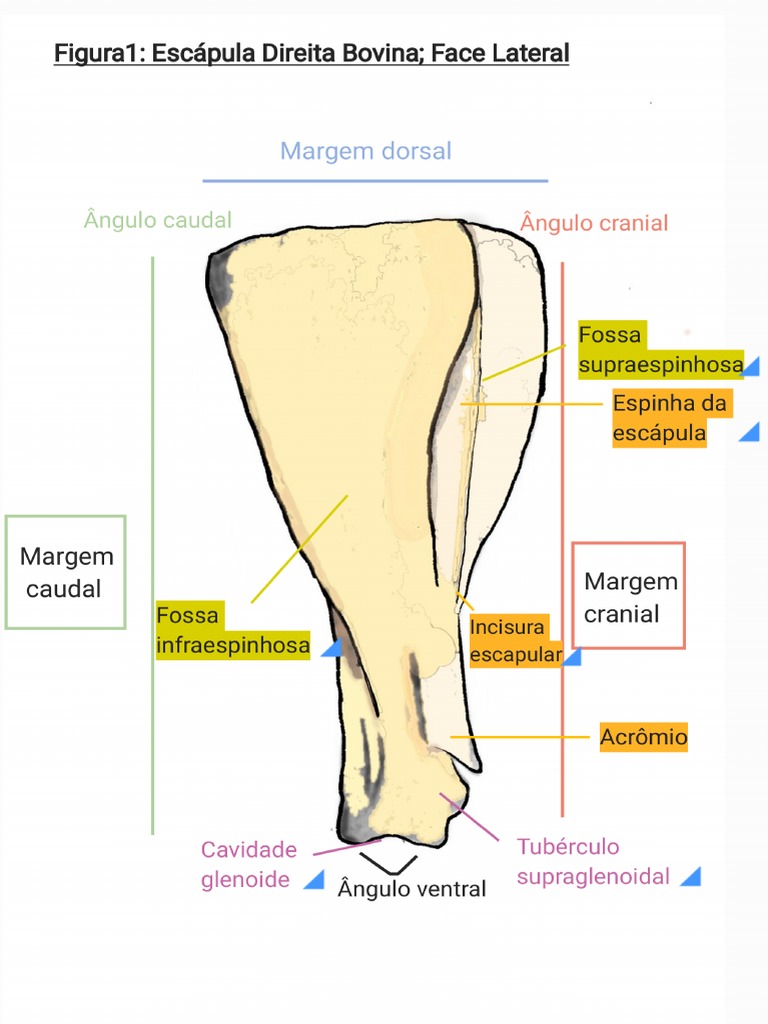Escápula Bovina | PDF