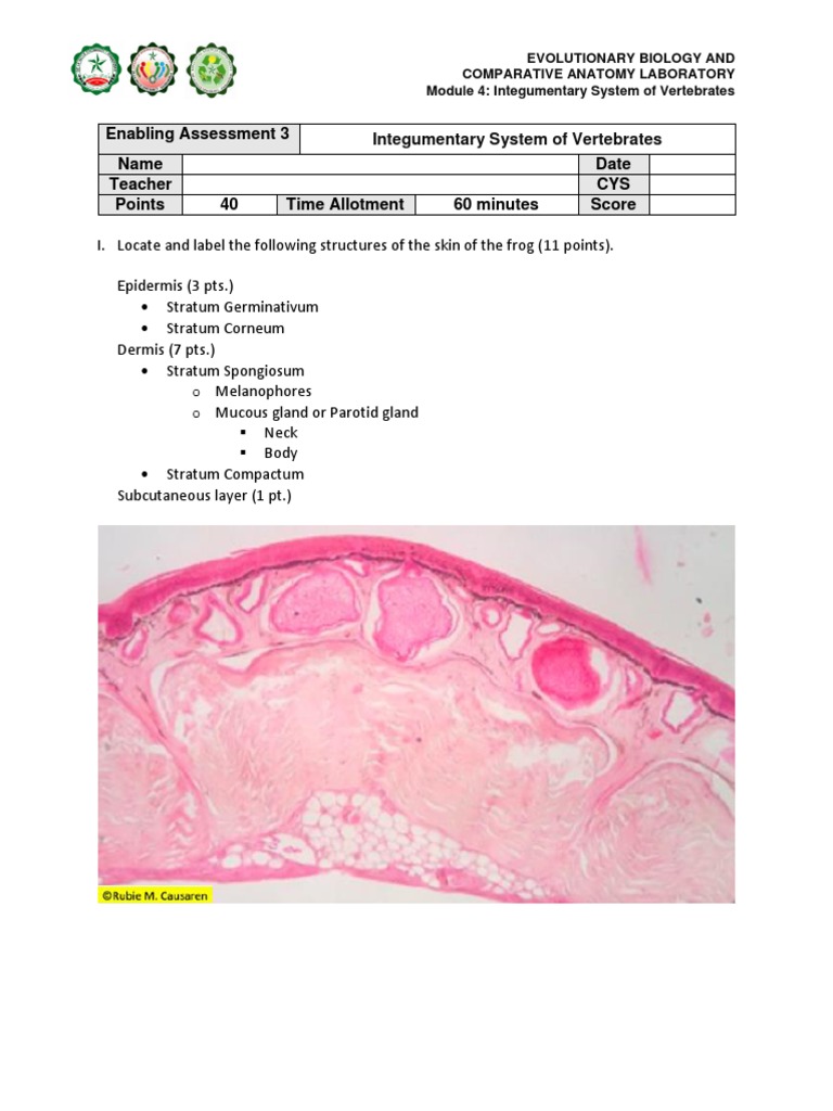 SEP Enabling Assessment 3 Integumentary System of Vertebrates (1) - 1 ...