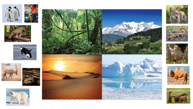 Tipuri de Clima | PDF