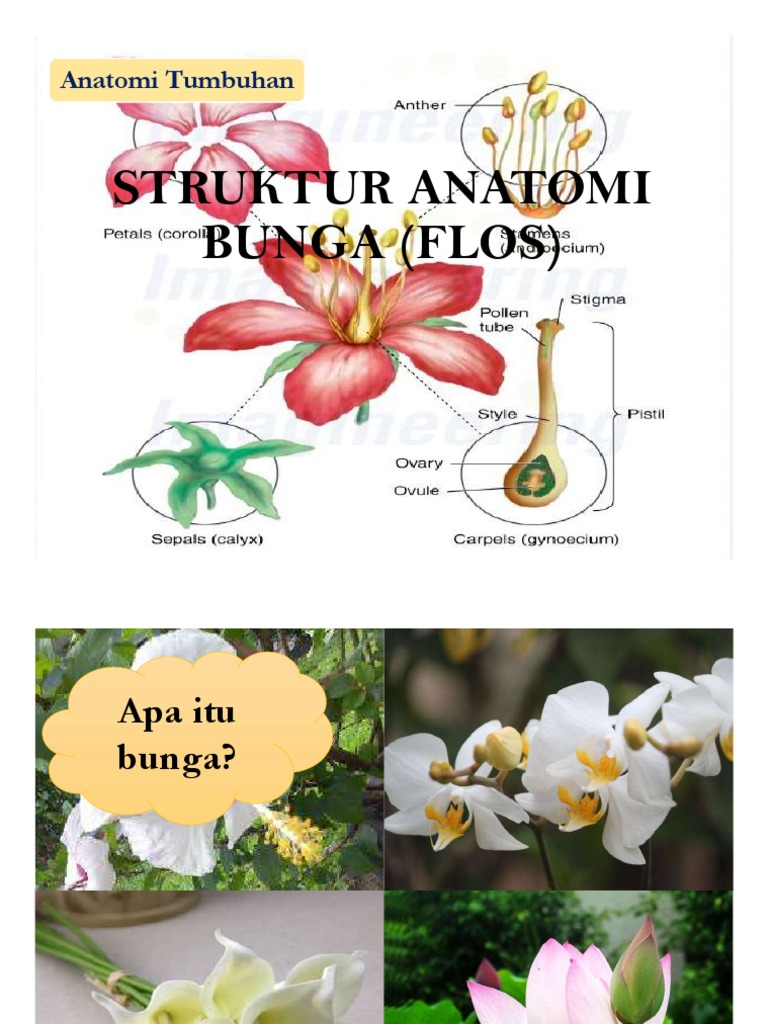 Anatomi Bunga | PDF