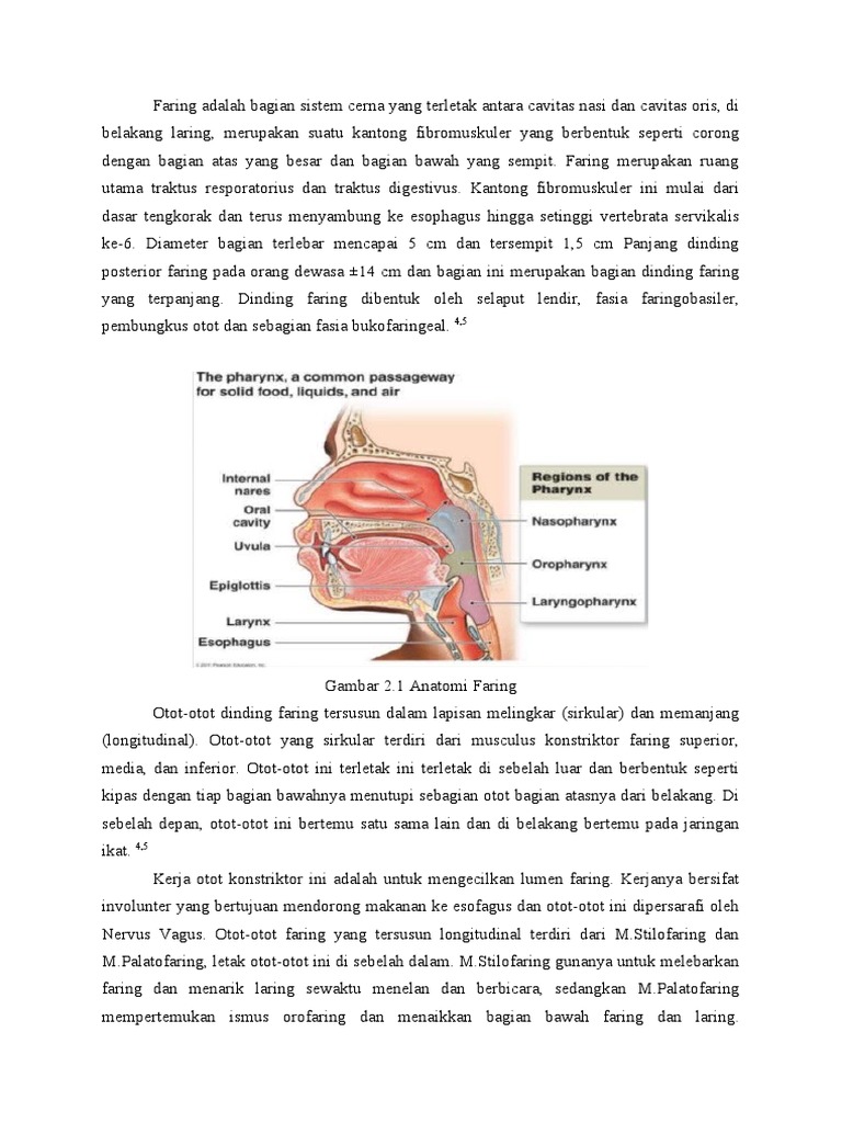 Anatomi Faring | PDF