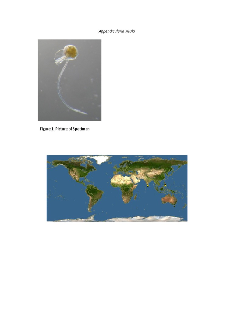 Overview of Appendicularia sicula Species | PDF