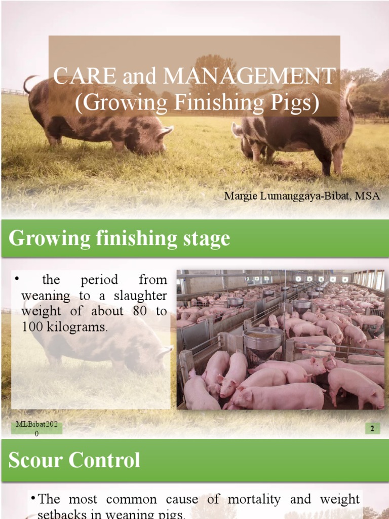 CARE and MANAGEMENT (Growing Finishing Pigs) - AS2 | PDF
