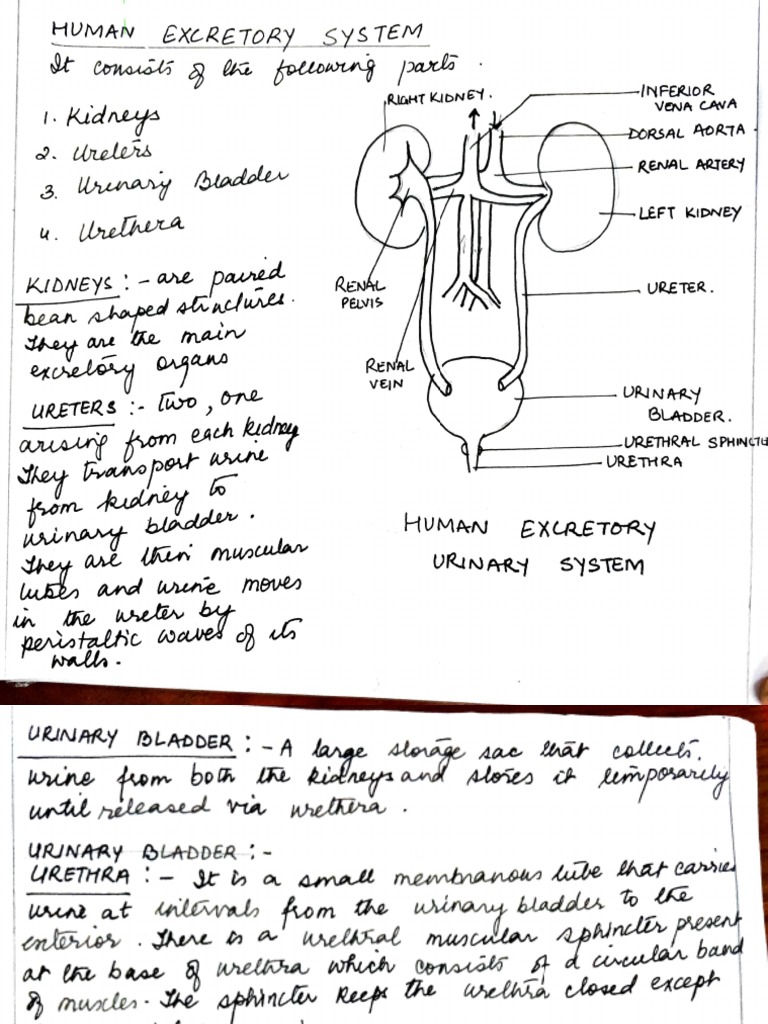 Human Excretory System | PDF | Kidney | Urinary System