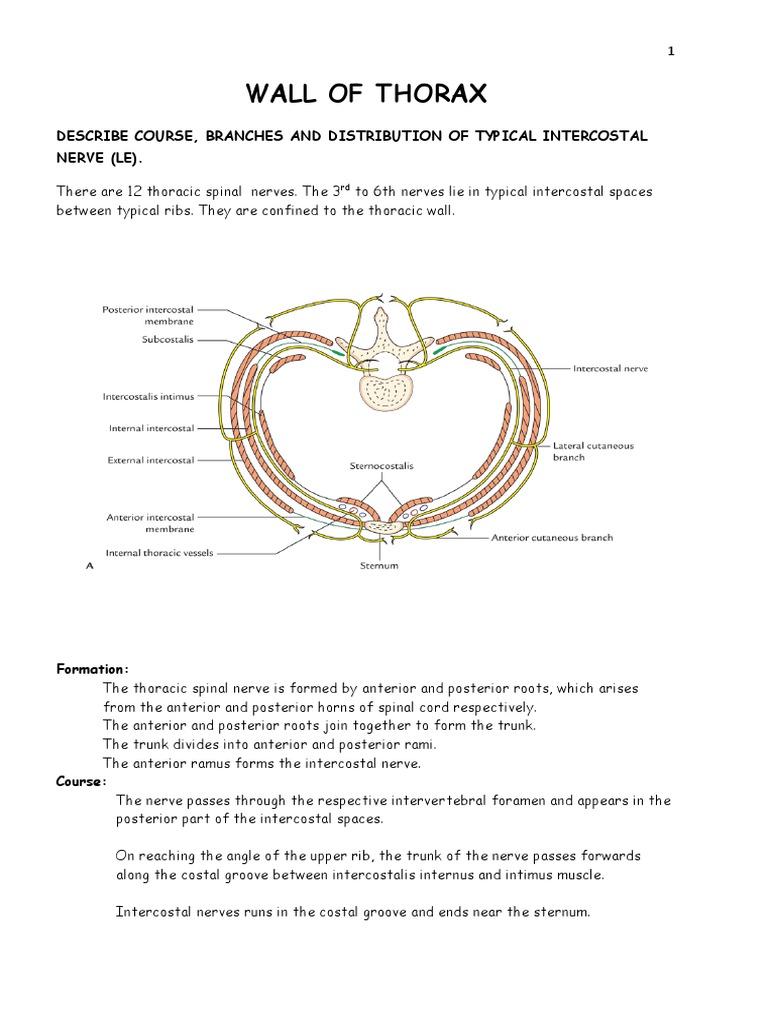 1.wall of Thorax | PDF | Thorax | Angiology