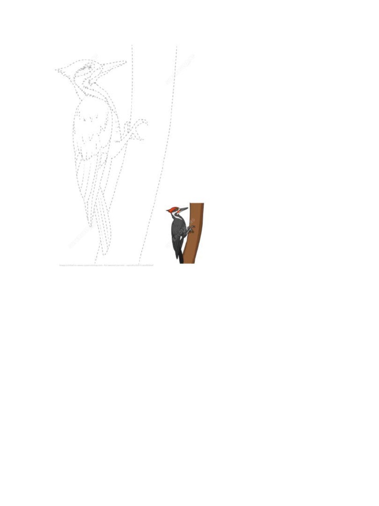 Calatoare Pasari | PDF