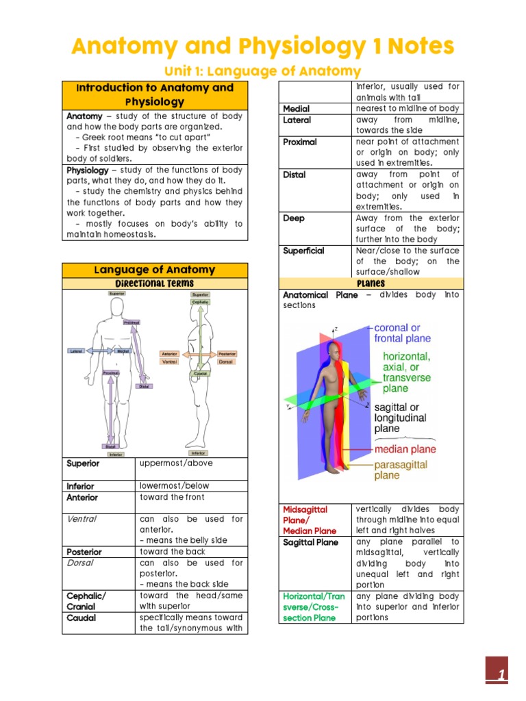 AnaPhy 1 - Unit 1 - Language of Anatomy | PDF | Anatomical Terms Of ...