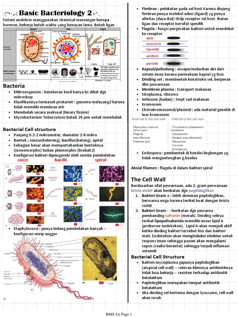 CTT Mikrobiologi Kedokteran | PDF