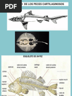 Anatomía de Un Calamar | PDF | Corazón | Sistema digestivo humano
