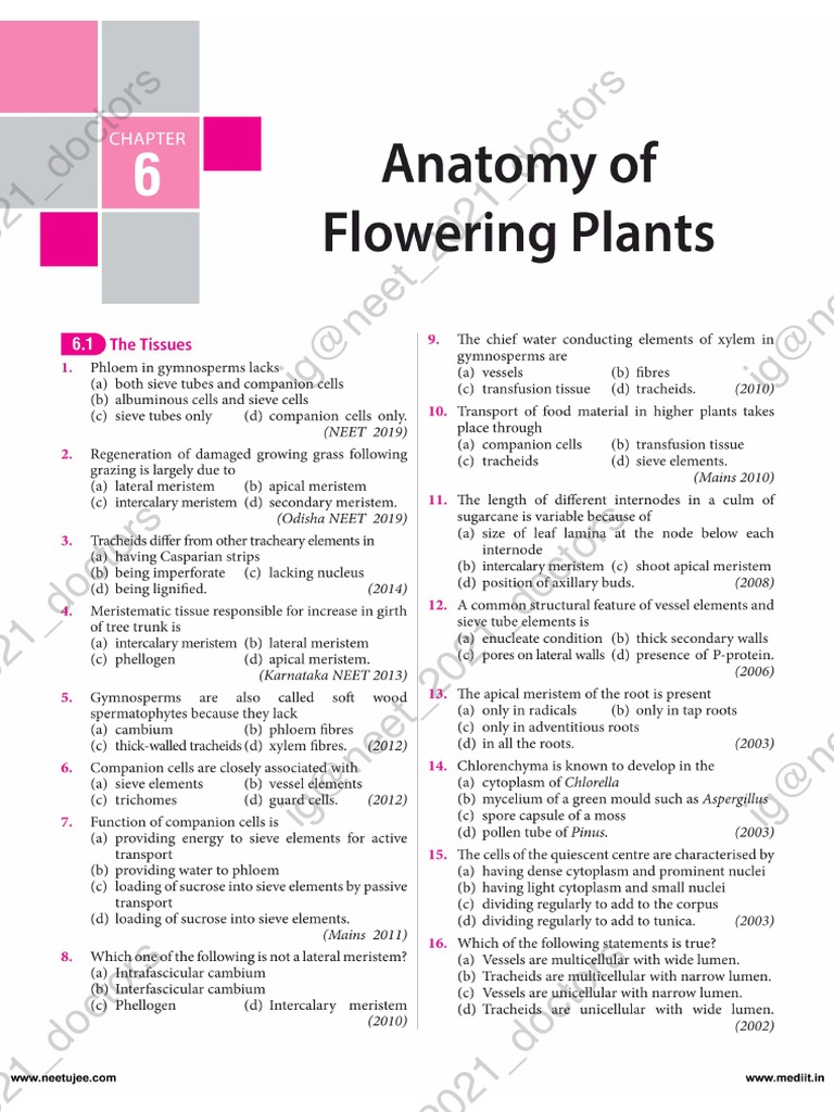 Questions - Anatomy of Flowering Plants | PDF