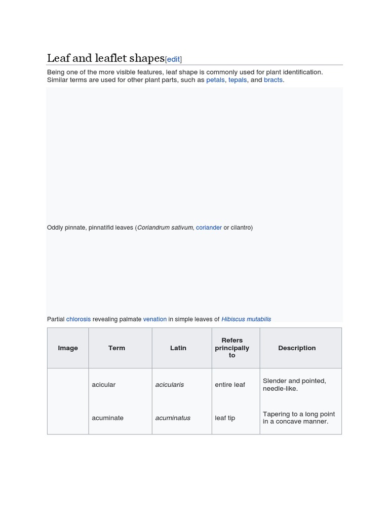 Leaf and Leaflet Shapes | Download Free PDF | Leaf | Branches Of Botany