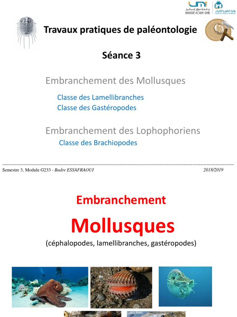 Classification des Mollusques et Bivalves | PDF | Bivalvia | Mollusque