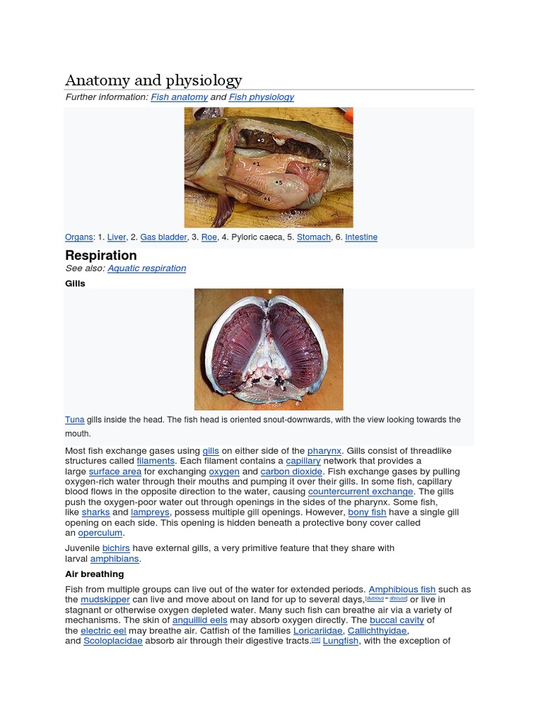 The Anatomy and Physiology of Fish: A Comprehensive Look at Fish Organs ...