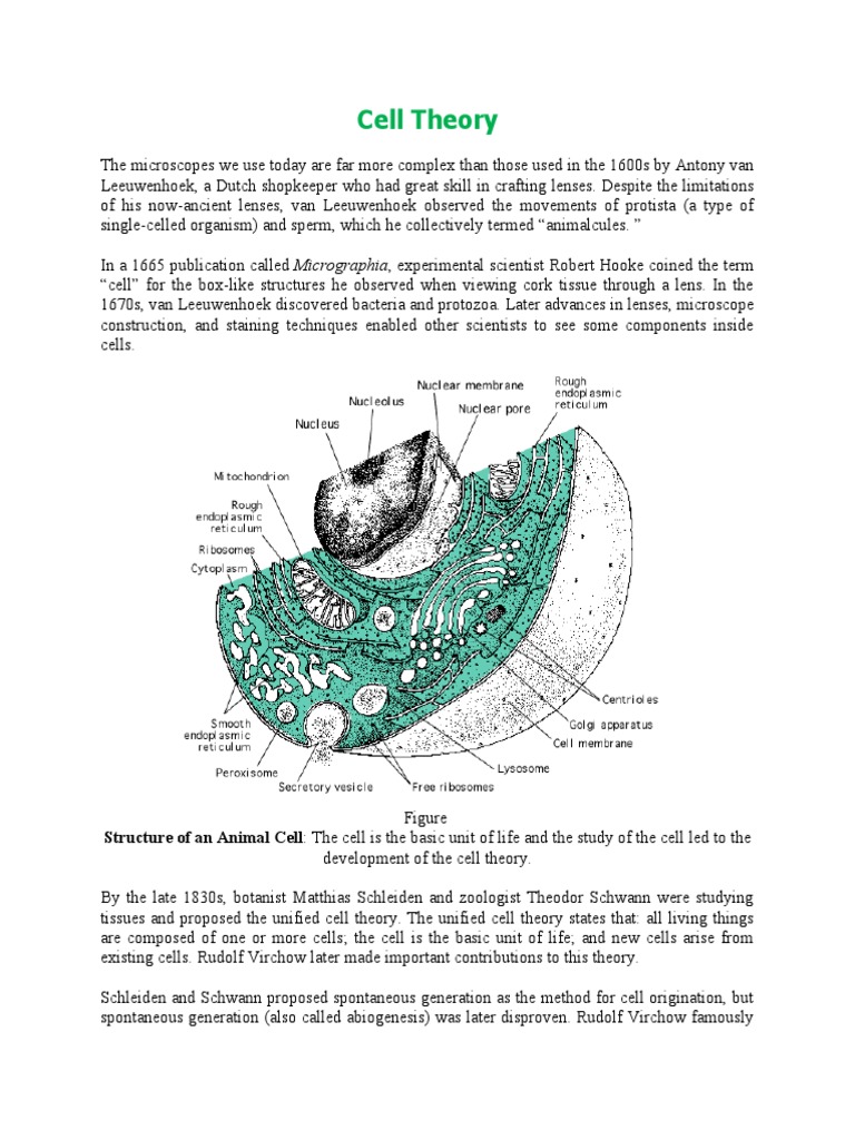 Cell Theory: Structure of An Animal Cell: The Cell Is The Basic Unit of ...