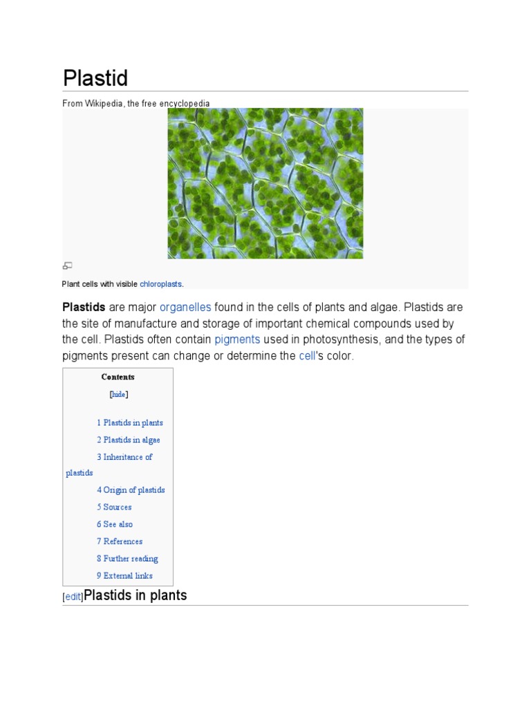 Plastid: Plastids in Plants | PDF | Biochemistry | Chemistry