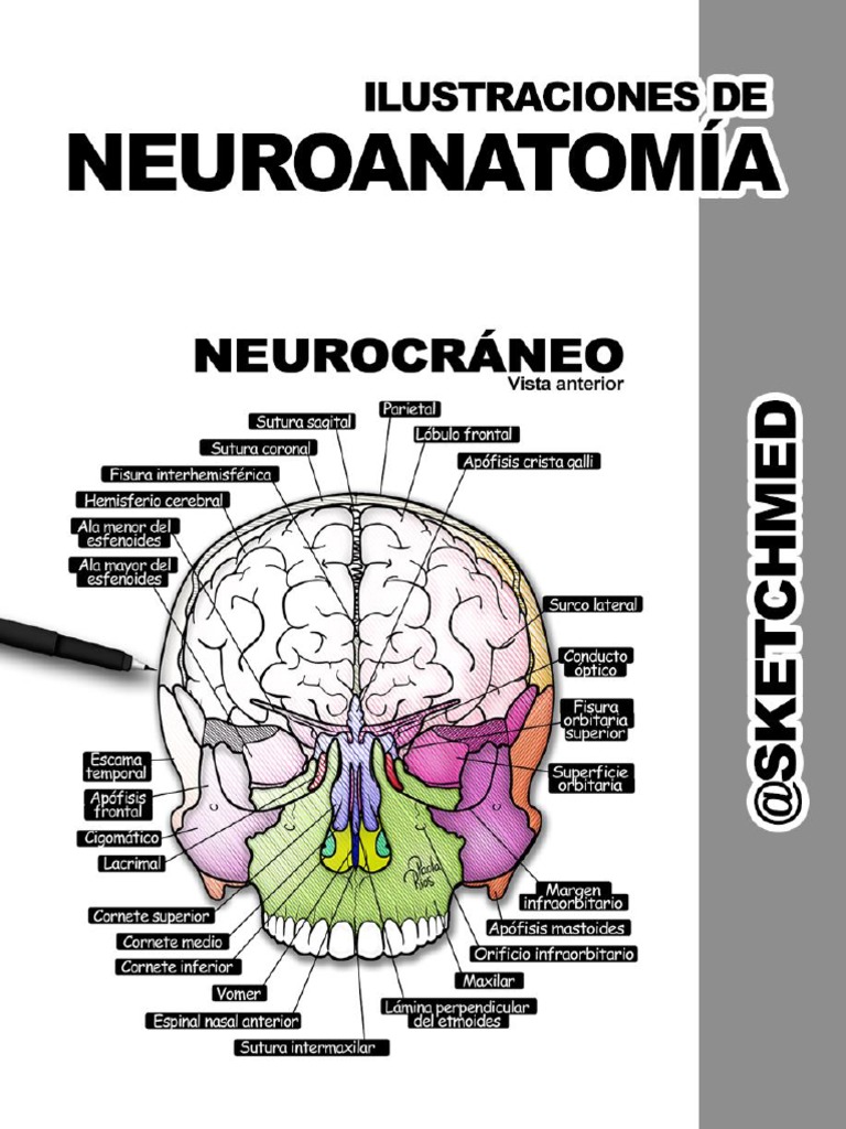 Neuroanatomía Ilustrada - Sketch Med | PDF