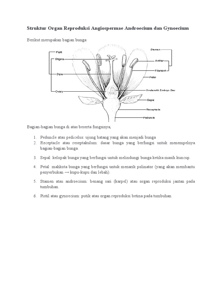 Struktur Organ Reproduksi Angiospermae Androecium Dan Gynoecium | PDF ...