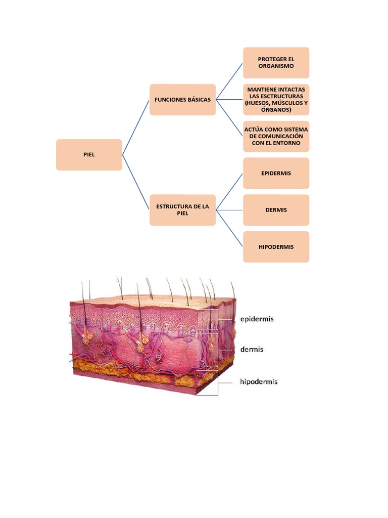 Act 2 Caso Practico Unidad 1 MF 1017 - 2 | PDF | Piel | Agua