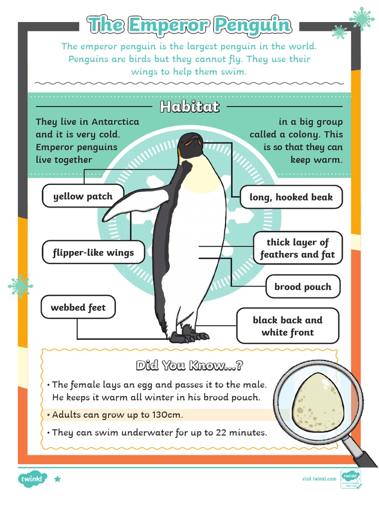 Emperor Penguin Differentiated Reading Comprehension Activity - Ver - 8 ...