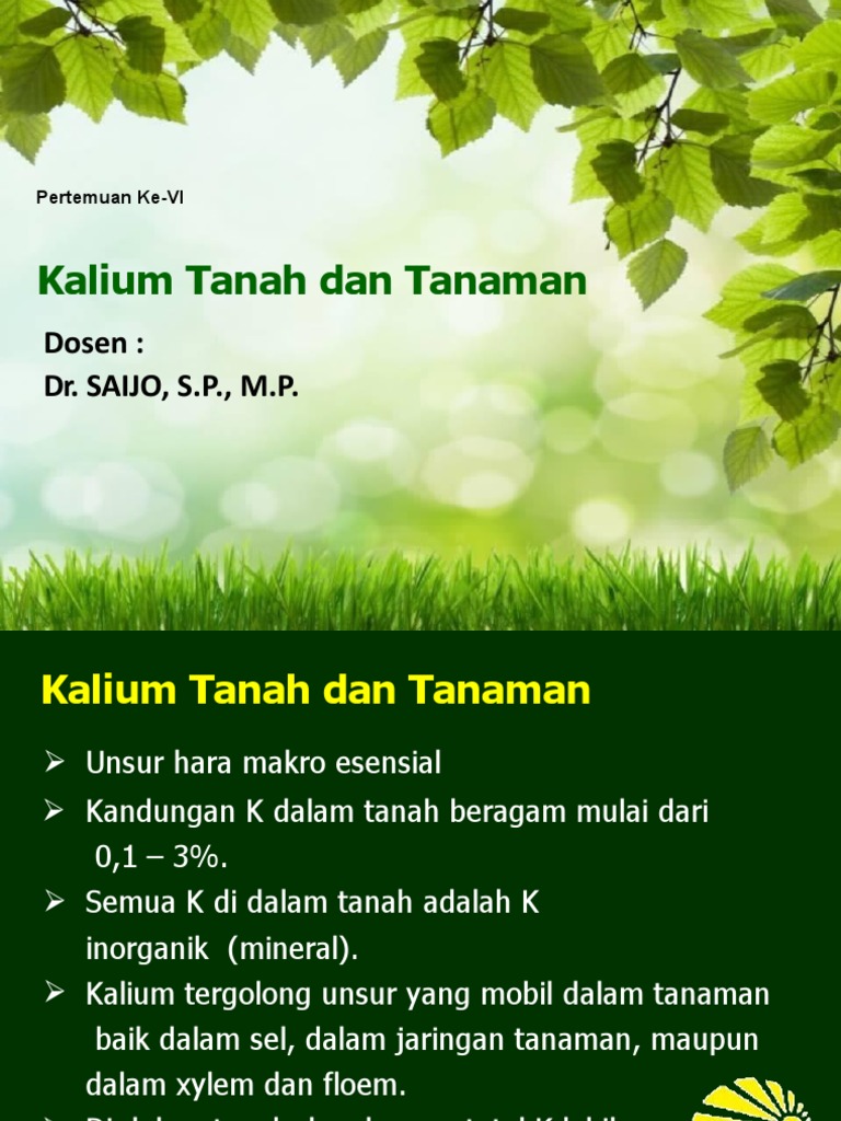 Fungsi Kalium dalam Pertumbuhan Tanaman | PDF