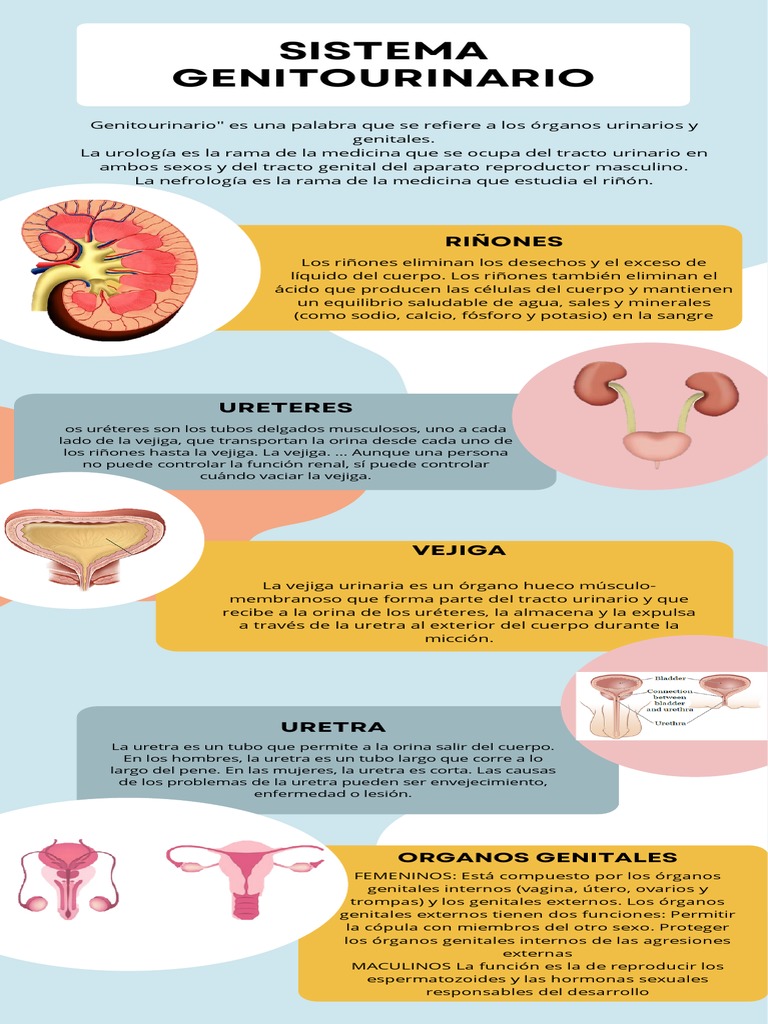 Sistema Genitourinario | PDF