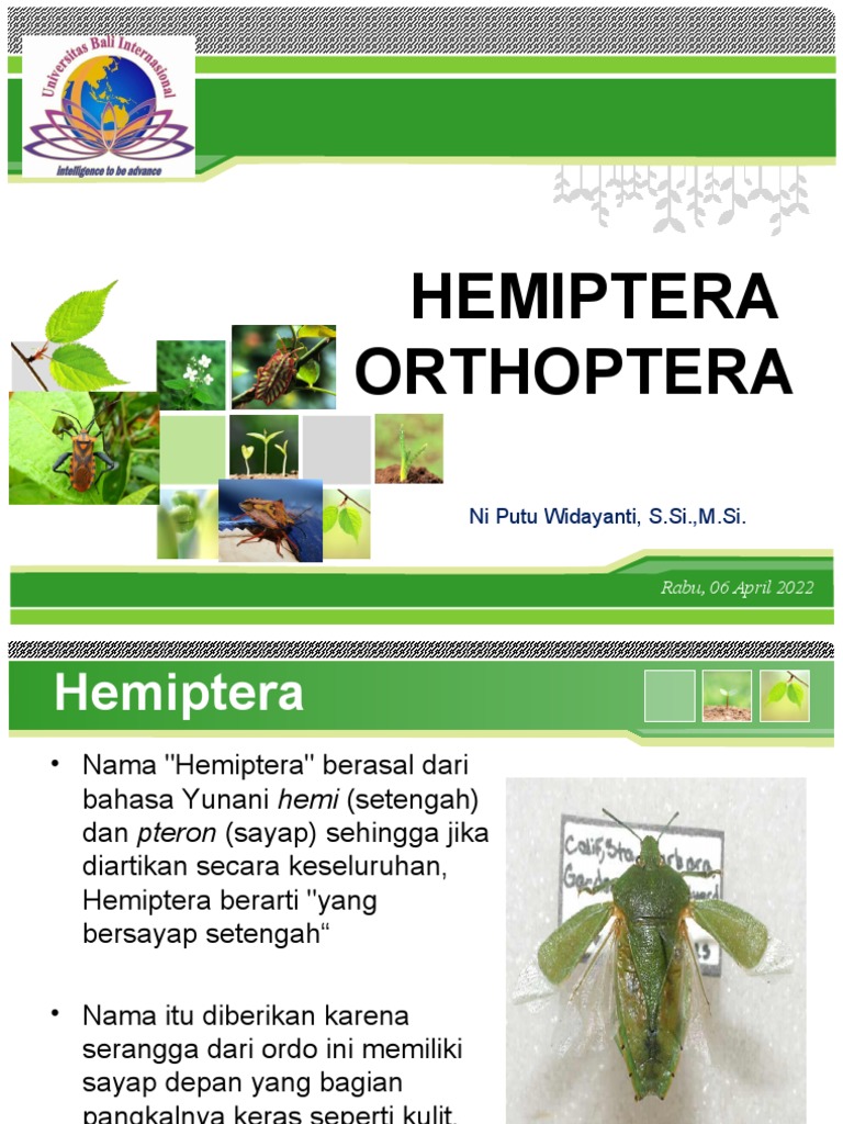 Hemiptera & Orthoptera | PDF