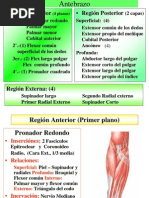 Anatomía del Extensor del Meñique | PDF