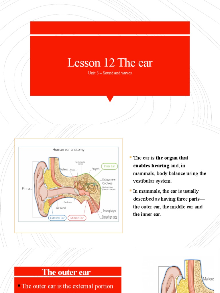 Lesson 12 The Ear: Unit 3 - Sound and Waves | PDF