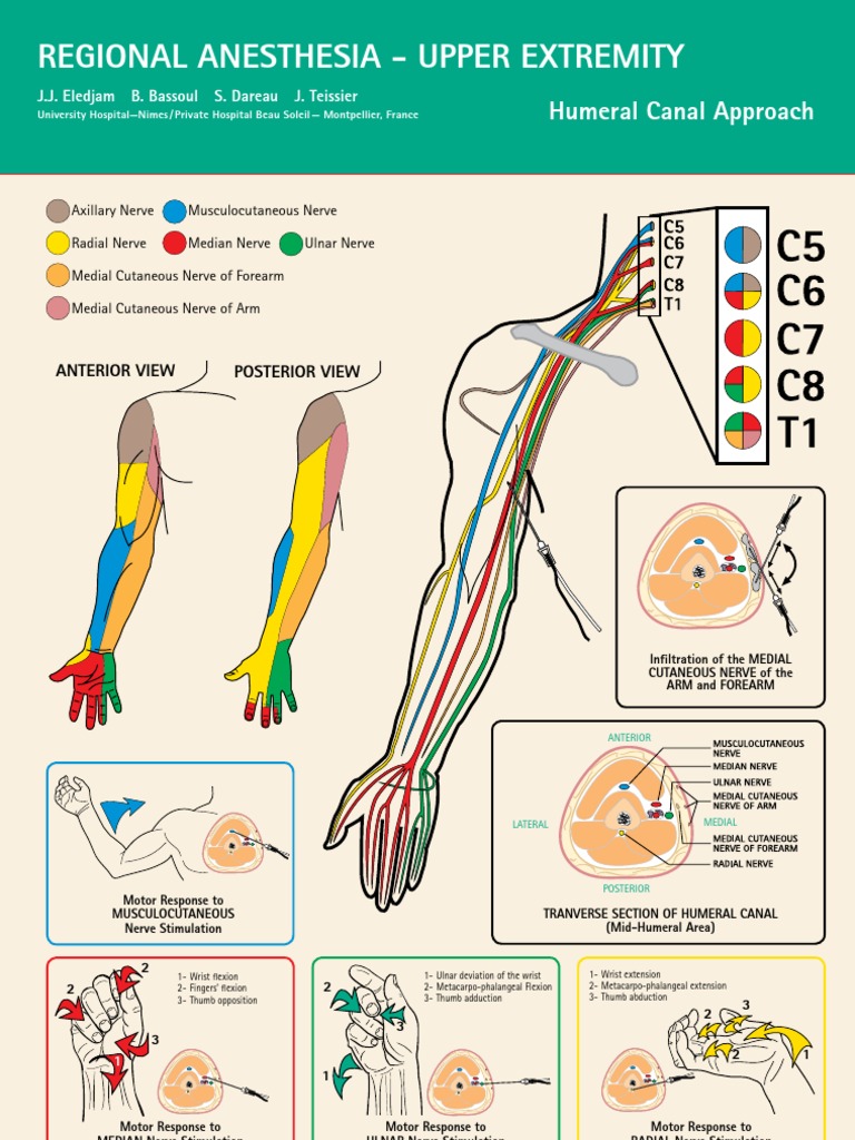 Upper Extremity Anatomy | PDF | Anatomical Terms Of Motion | Arm