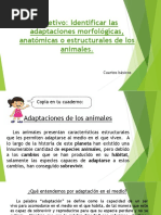 Resumen de Lo Que Son Las Adaptaciones de Los Seres Vivos | PDF