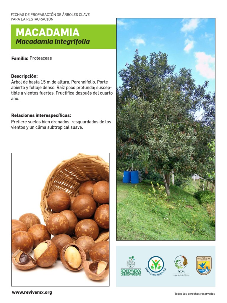 FichaPropagacion F4 Macadamia Integrifolia Macadamia | PDF | Nuez | Plantas