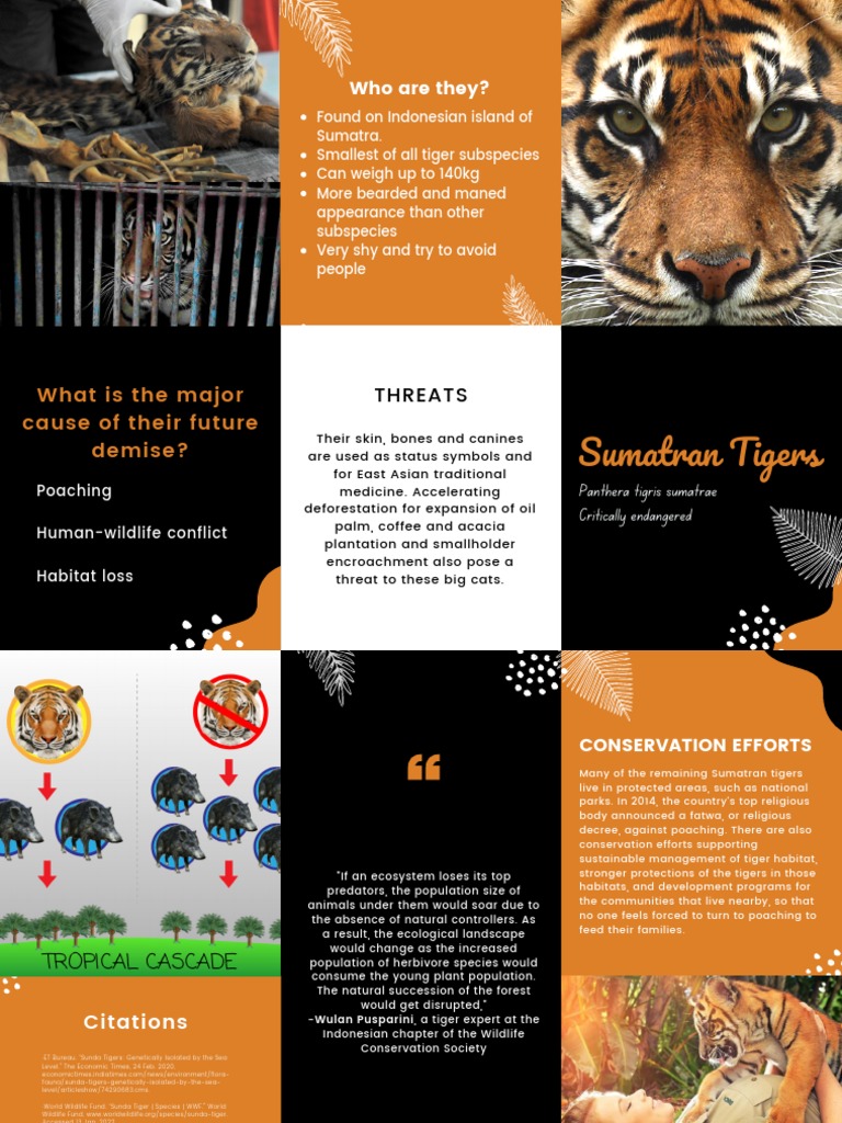 Conserving the Critically Endangered Sumatran Tiger: Threats, Efforts ...