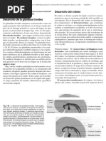 Netter - Anatomía de Cabeza y Cuello para Odontólogos, 3rd Edition Full ...