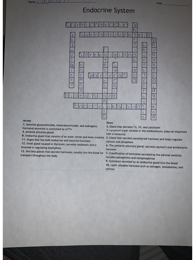 Endocrine Puzzle | PDF