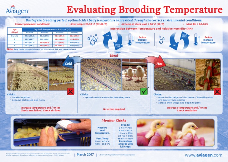 Poster Eval Brooding Temperature EN 2017 | PDF | Temperature | Heat ...