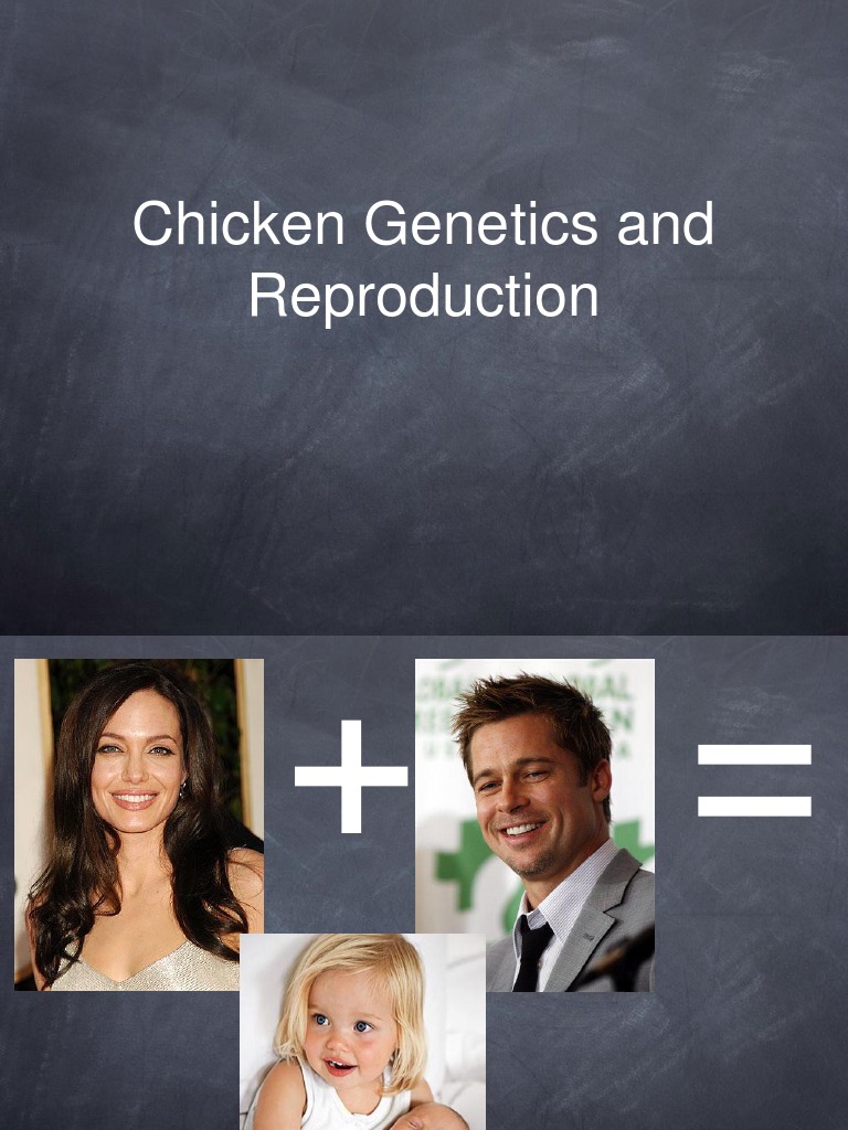 Chicken Genetics and Reproduction | PDF | Chicken | Egg