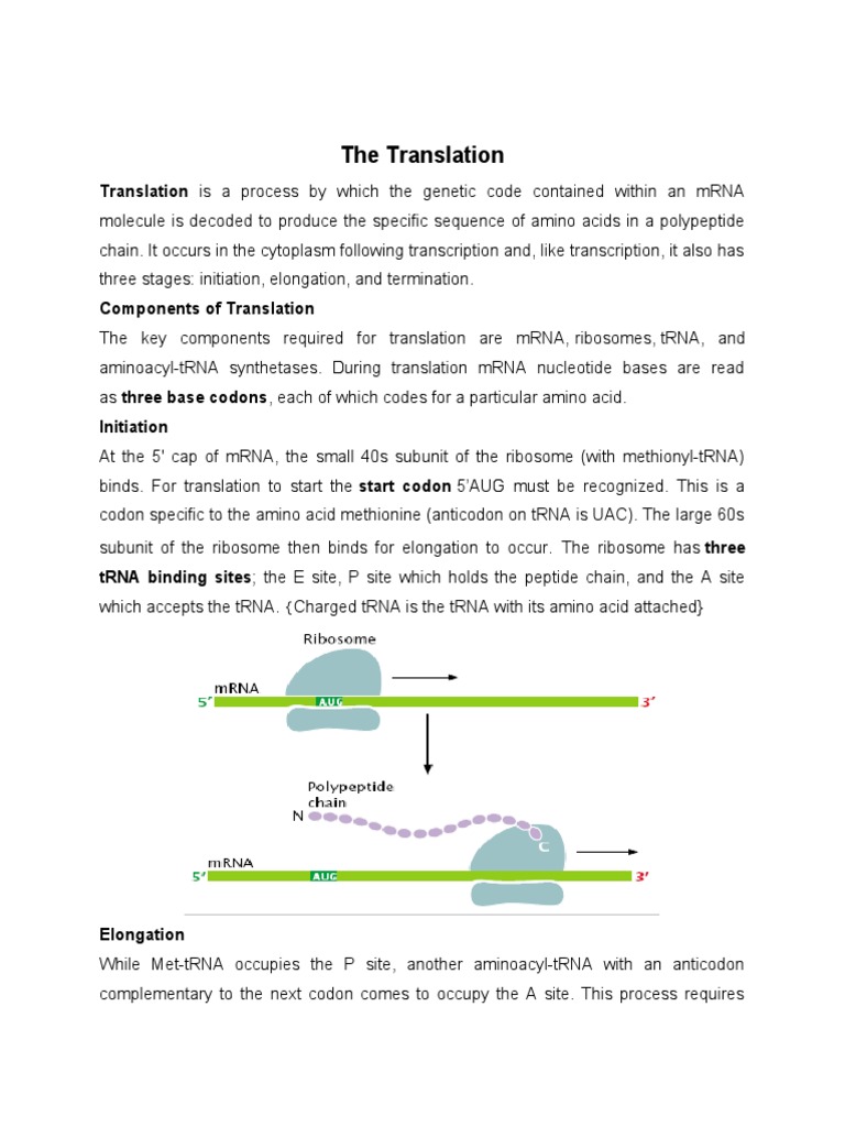 The Translation: Translation Is A Process by Which The Genetic Code ...